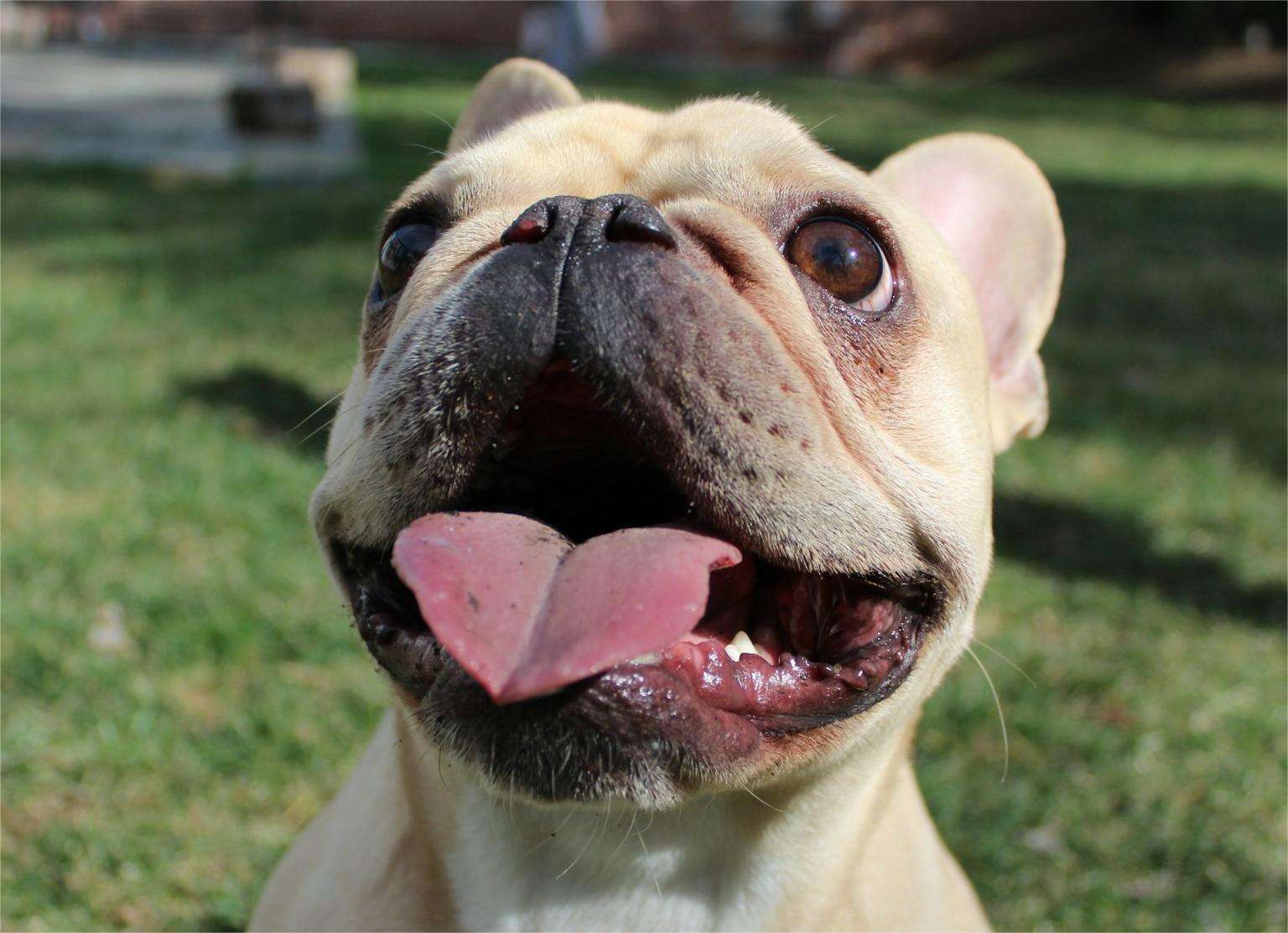 Top 10 Cutest Dog Breeds: The Most Adorable Pups You’ll Ever See ...